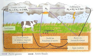 O Amoníaco Não Engana: O Ciclo do Azoto