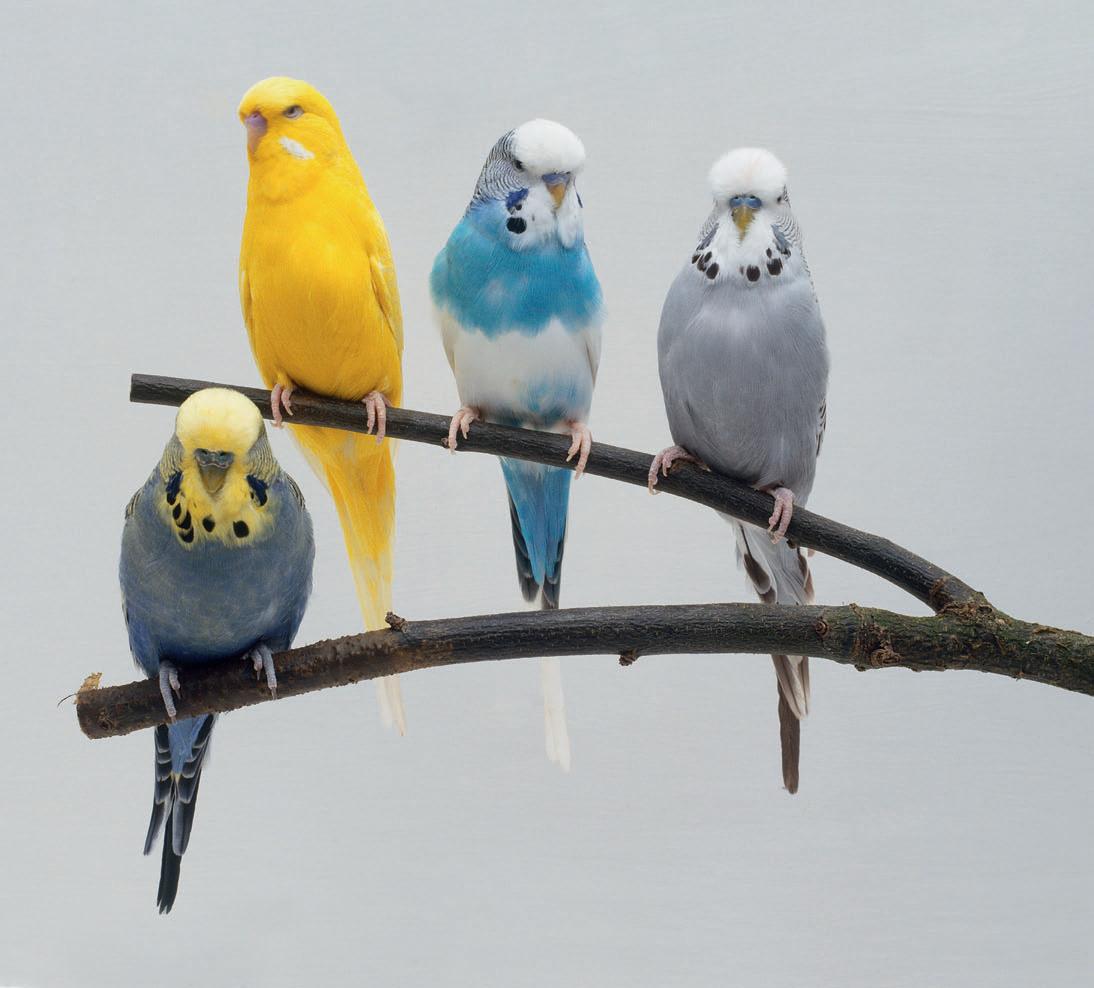 Pets: Budgerigars