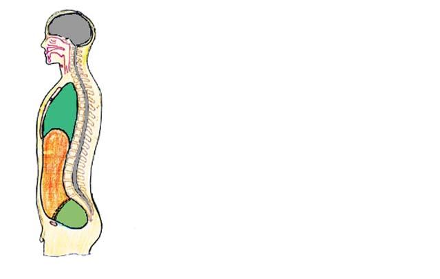 Conociendo nuestro cuerpo III: Conociendo nuestro cuerpo III
