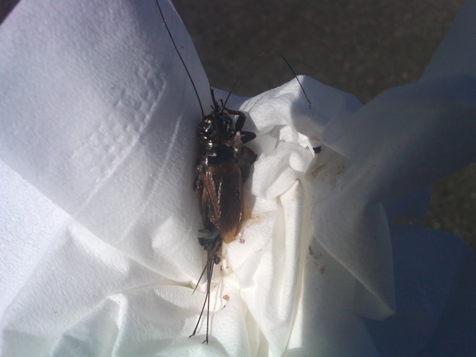 New York Pest Professional: Periplaneta americana "American Cockroach"