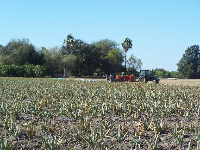 THE END: Visit to an Aloe King - Aloe Vera Farm
