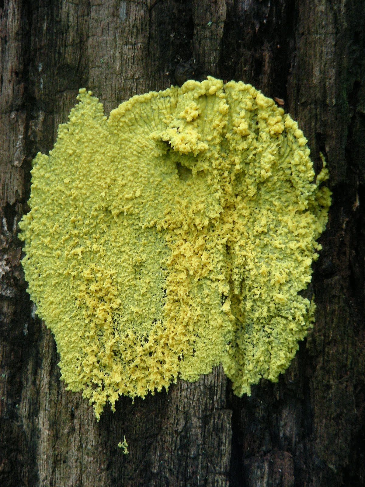It Just Comes Naturally: Slime Mold Redux 2010