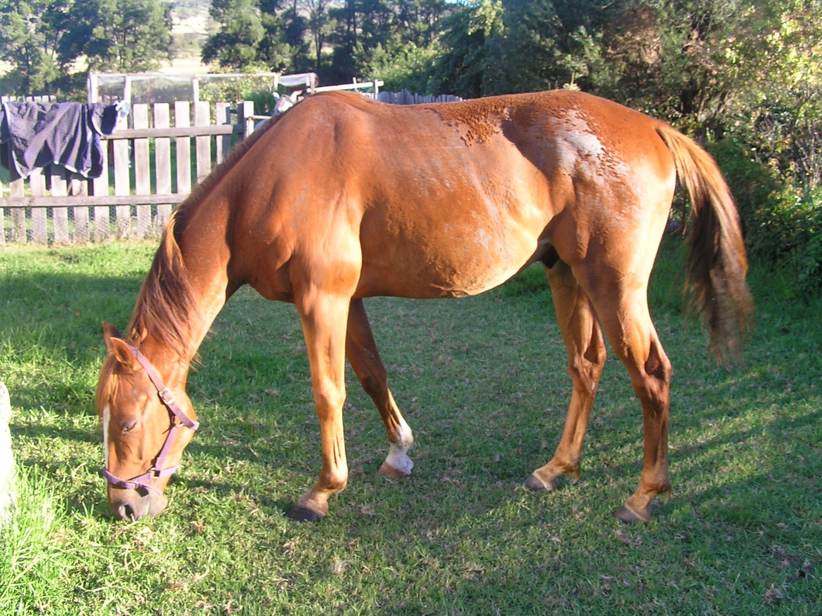 horse mind, body & soul: Rain Scald and skin Fungal Bacteria