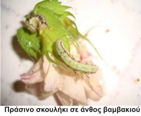 Μελίτιμος: ΠΡΑΣΙΝΟ ΣΚΟΥΛΗΚΙ ΤΟΥ ΒΑΜΒΑΚΙΟΥ ΚΑΙ ΣΤΑΤΙΚΗ ΜΕΛΙΣΣΟΚΟΜΙΑ