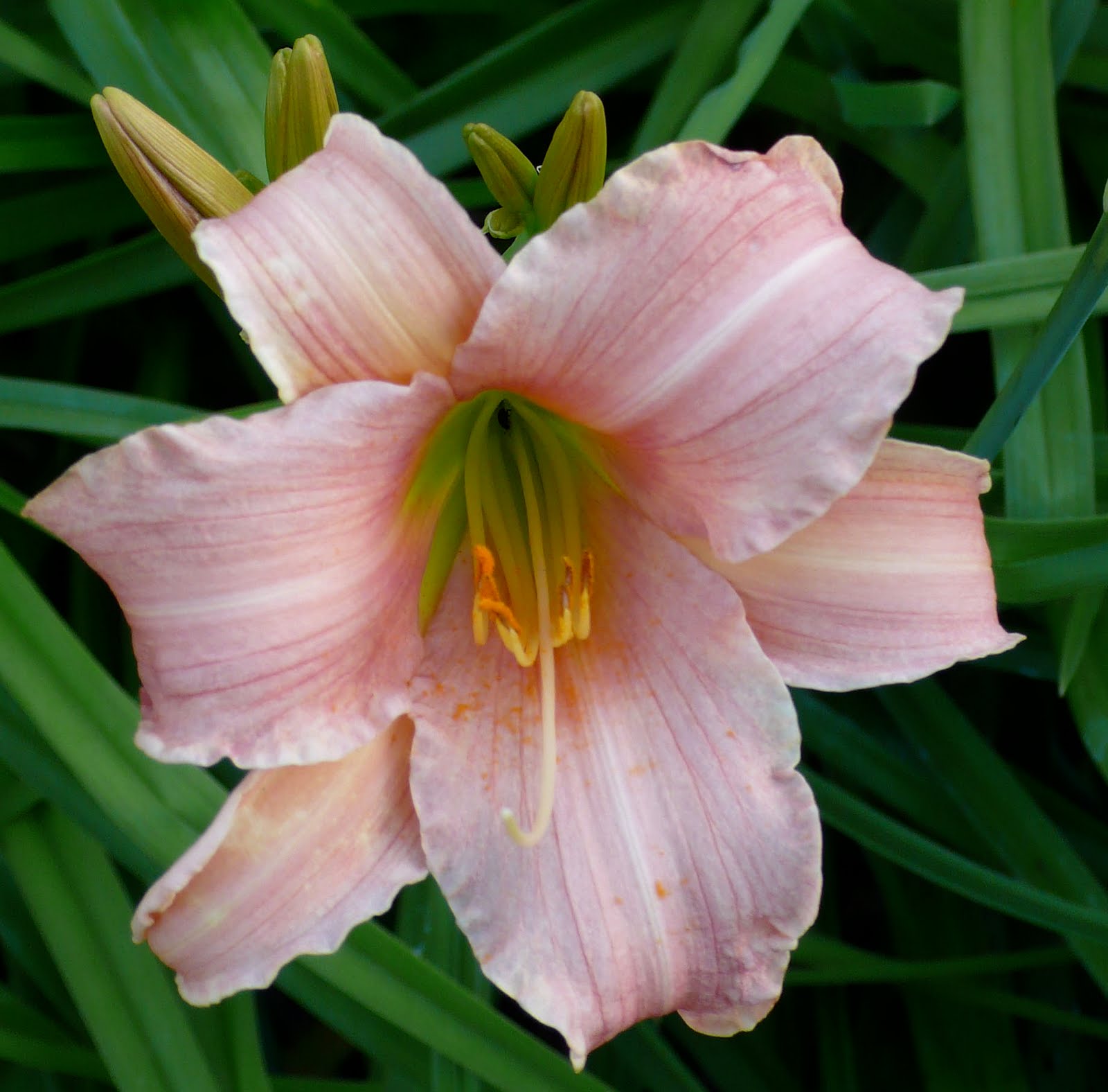 Share my Garden: A flower for every day in July