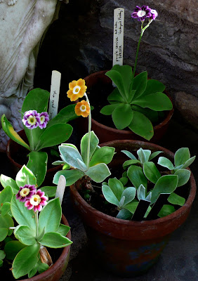 Share my Garden: Auriculas