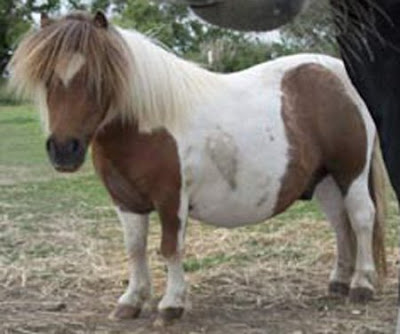 Obese Horse of the Day
