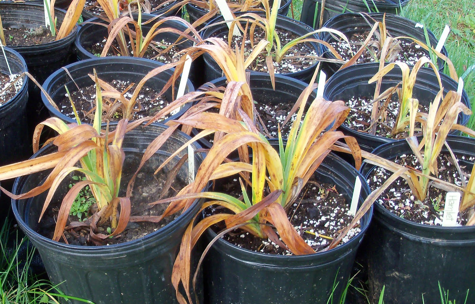 Gardenfarming: Overwintering Potted Plants