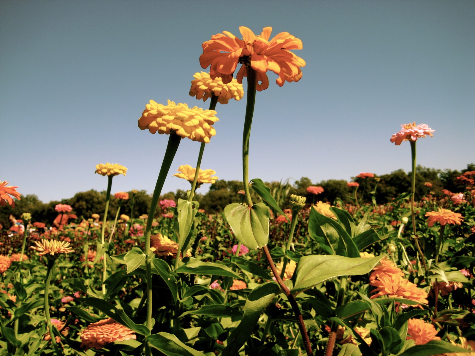 Meghan Nguyen Photography: Fav Pics