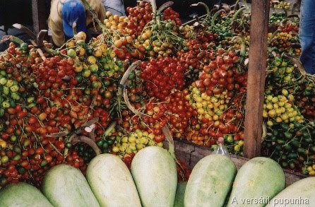 Pupunha in Natura: Rizzatti palestra cultura Pupunha ACIO