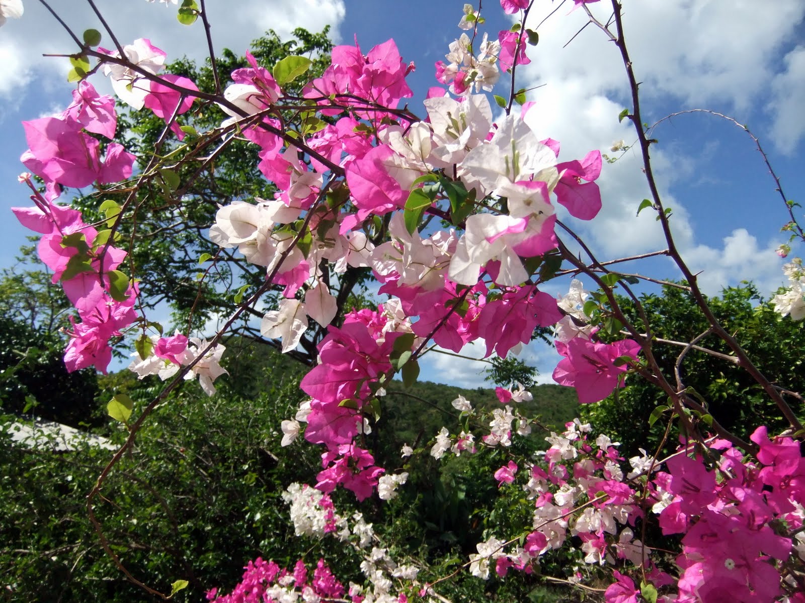 Islandscapes: Flora of St. Lucia