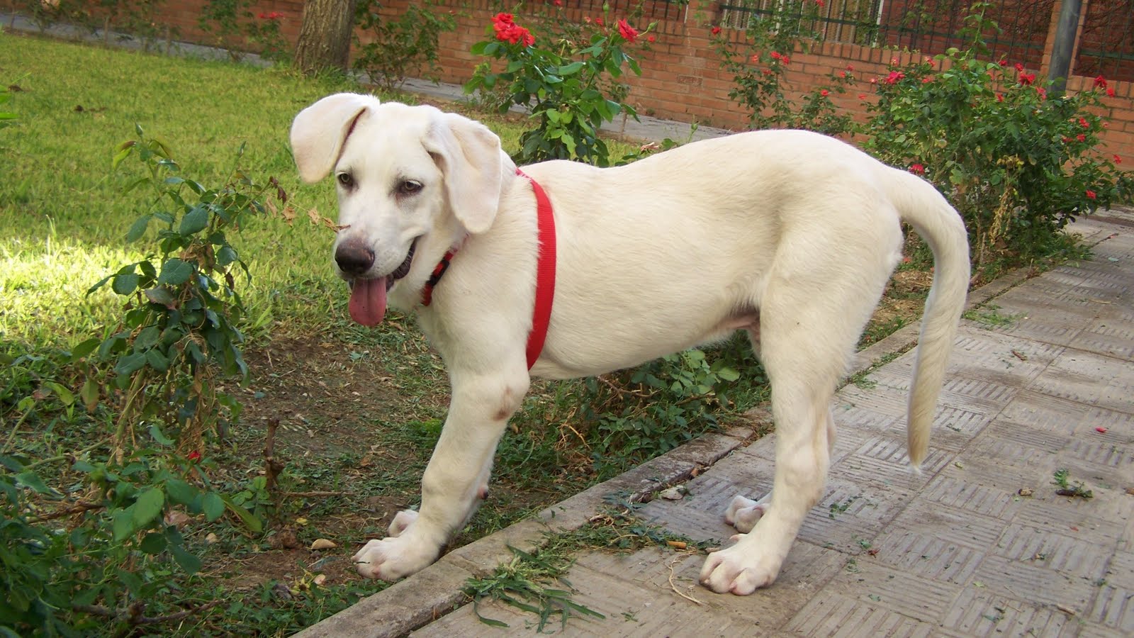 Cruce Labrador Con Mastinen el mundo ¡Accede aquí!