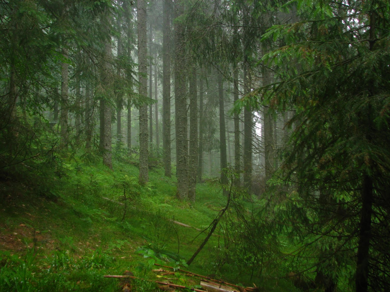 Marius CHIRA: Muntii Vladeasa - Valea Draganului - Cascada Moara Dracului
