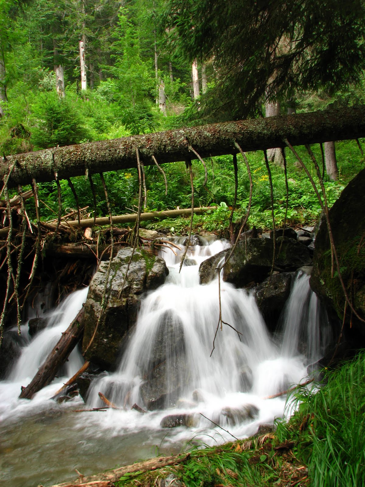 Marius CHIRA: Muntii Vladeasa - Valea Draganului - Cascada Moara Dracului