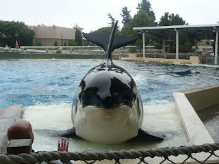 Nelson's travel blog to Obamaland: Breakfast with Shamu - or a Killer ...