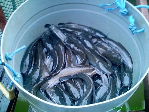 17+ Ide Top Ikan Lompat