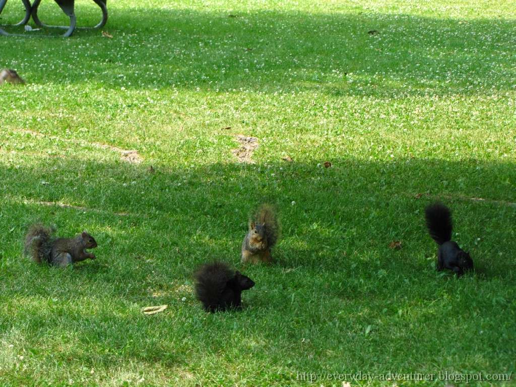 The Everyday Adventurer: The Squirrel Mob Is Back!