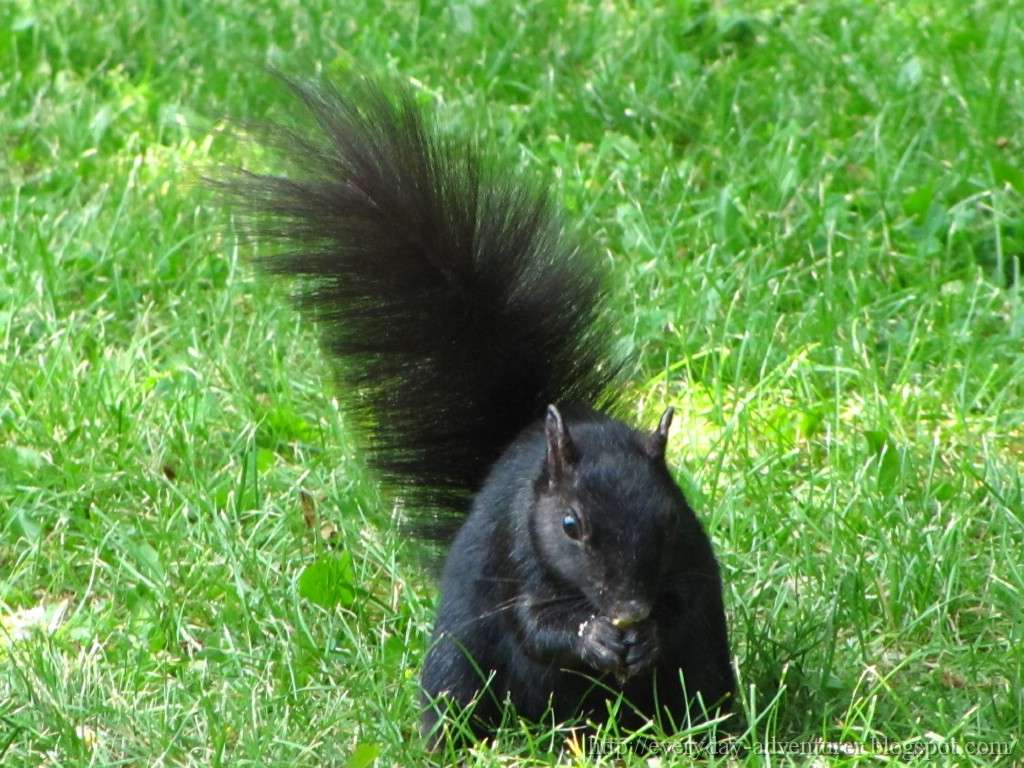 The Everyday Adventurer: My Best Black Squirrel Photos Ever