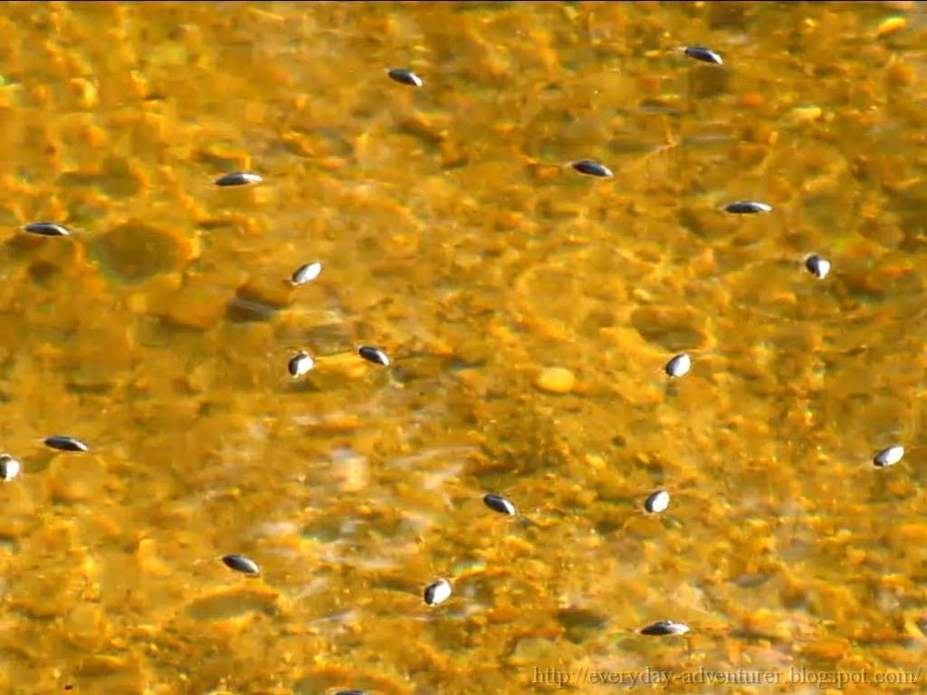 The Everyday Adventurer: Strange Water Bugs