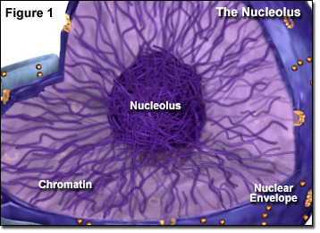 Structure and Function of Nucleus in the Cell