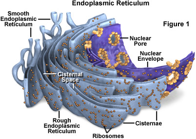 Structure and Function of Cytoplasmic Organelles of Cell