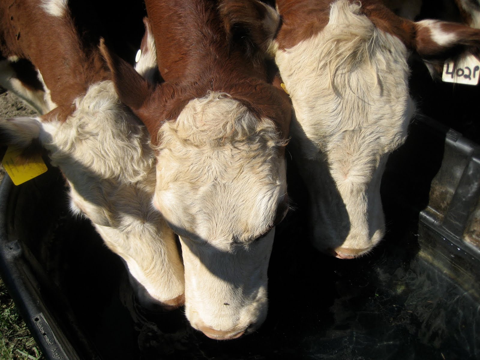 Look Mummy Cows