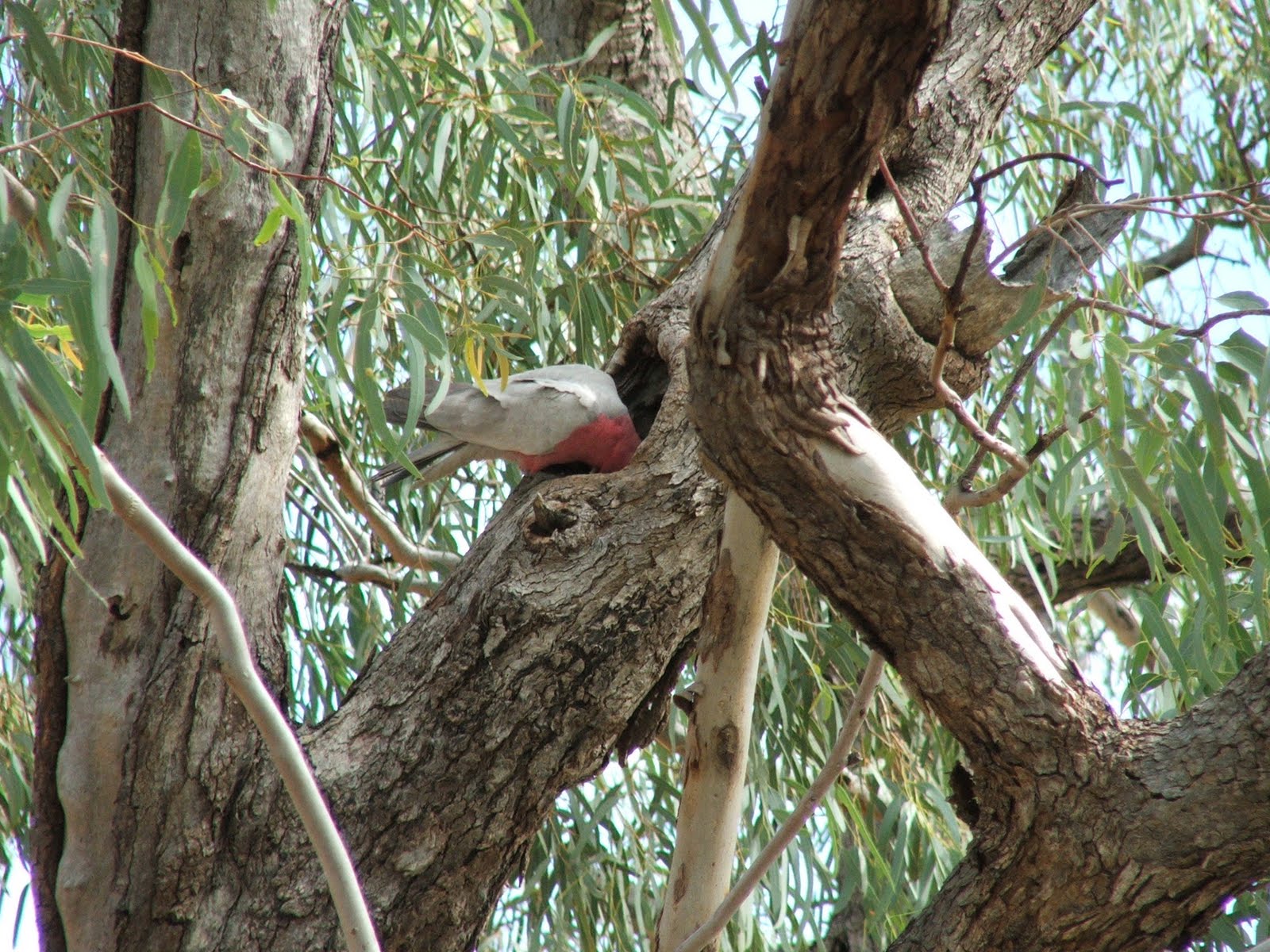 ALL AROUND AUSTRALIA: DAY 136 : COMBO WATERHOLE