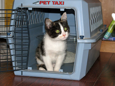 Controlling My Chaos: Kitten Britches Meets Ginormicat