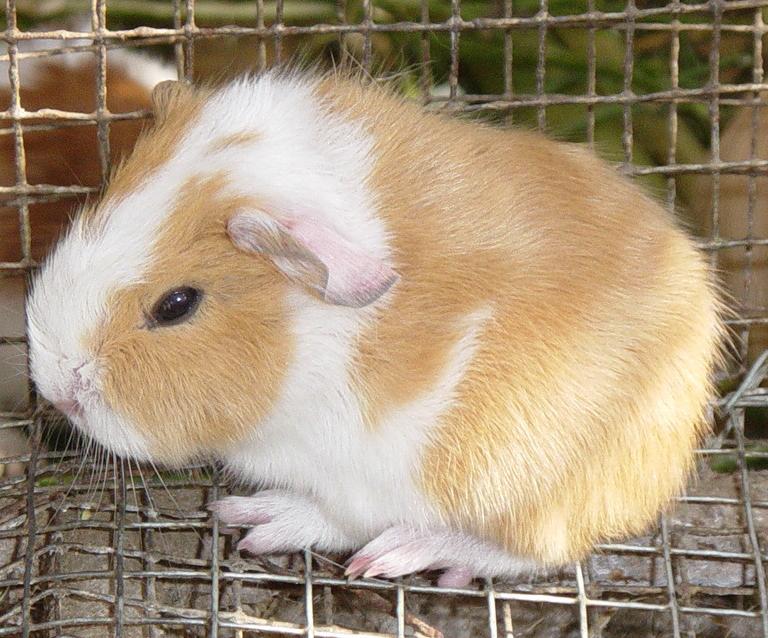 Animales: Caracterìsticas del cuy