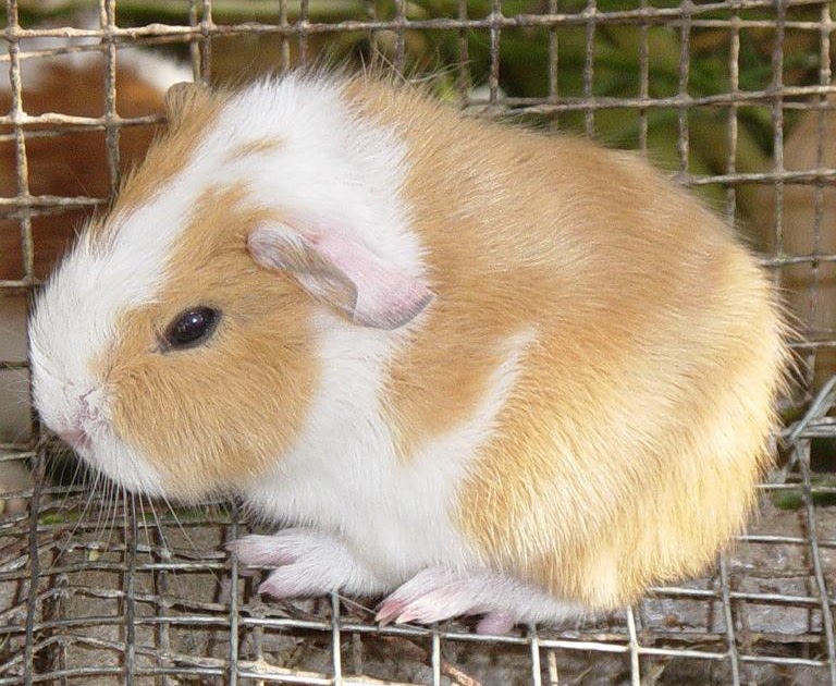 Animales: Caracterìsticas del cuy