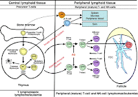 Adventures in Medicine: Day #215 - Pancytopenia from Lymphoma