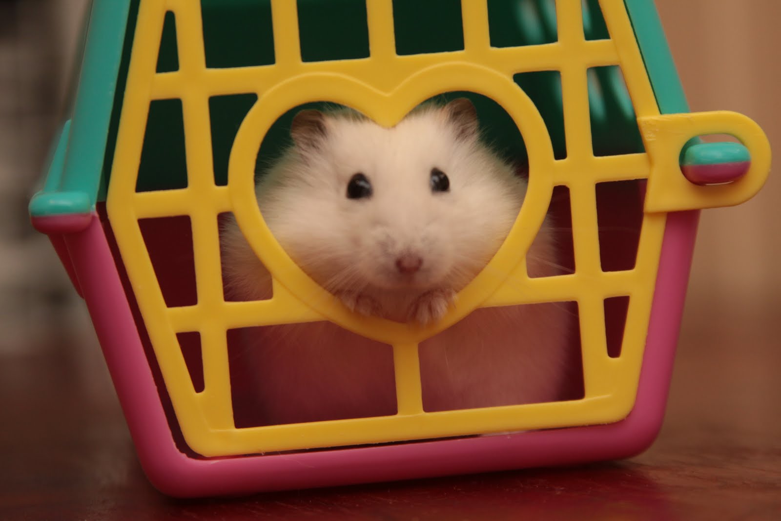 Ella Wikman: Hamstrar