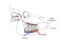 PECUARIOS ACTIVOS: INFORME FLORENCIA