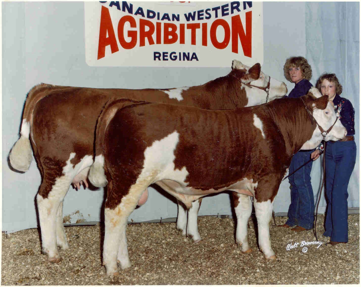 High Country Cattle Services: Homecoming......Bovine Style