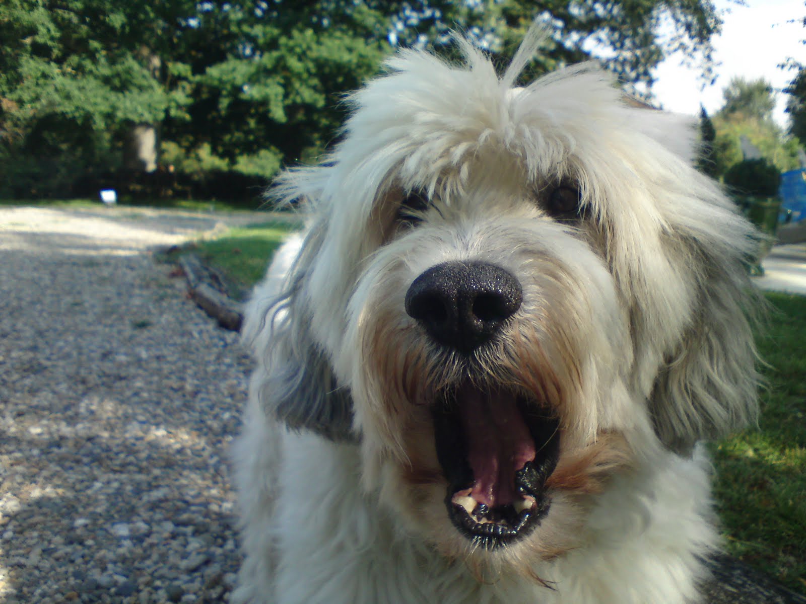 Wilf The Pon Discovers France Heat And The Rubenesque Figure