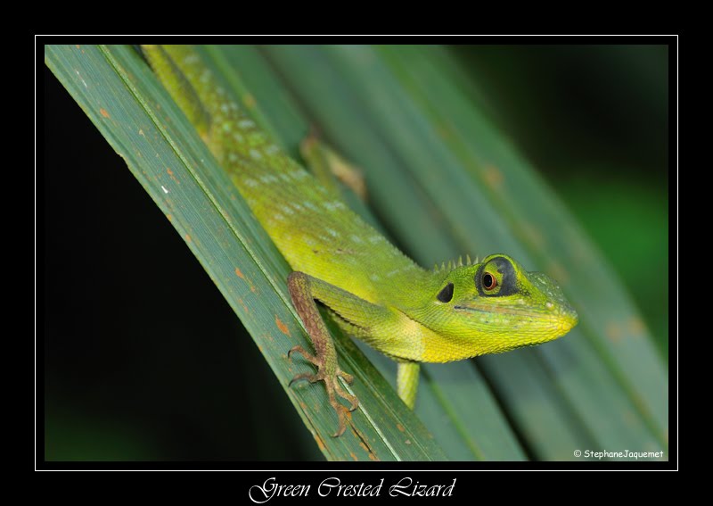 SELECTED IMAGES: Green Crested Lizard at Lower Pierce Reservoir