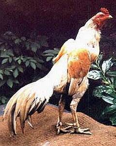 BLOG AYAM: ANTARA AYAM2 SABUNG DI DUNIA