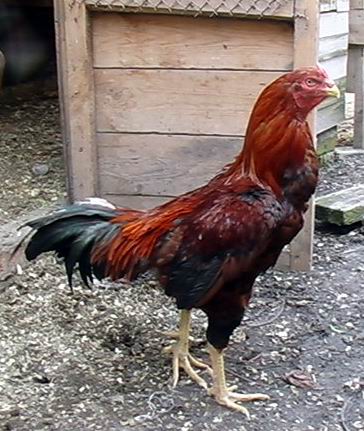 BLOG AYAM: ANTARA AYAM2 SABUNG DI DUNIA
