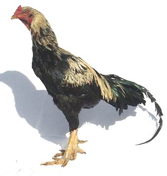 BLOG AYAM: ANTARA AYAM2 SABUNG DI DUNIA