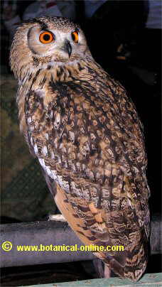 Cuello flexible | Mediavida