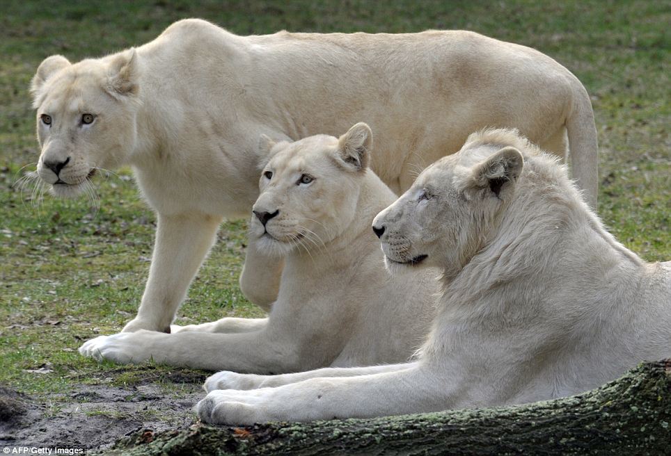 Beautiful Lion Cubs ~ Cool Wallpapers