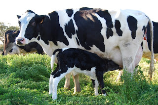 onde o tempo pára: O nascimento do vitelo