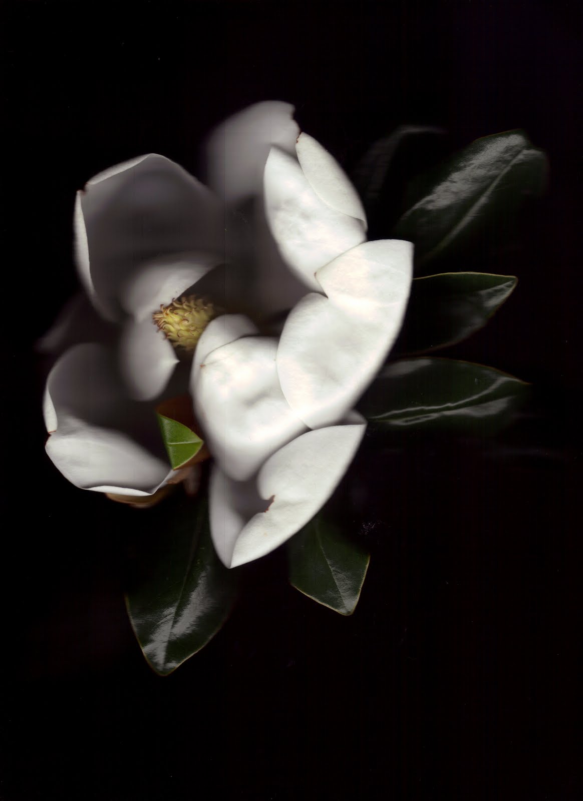 Inspire Others: SCANOGRAPHY ART by MoMeMa