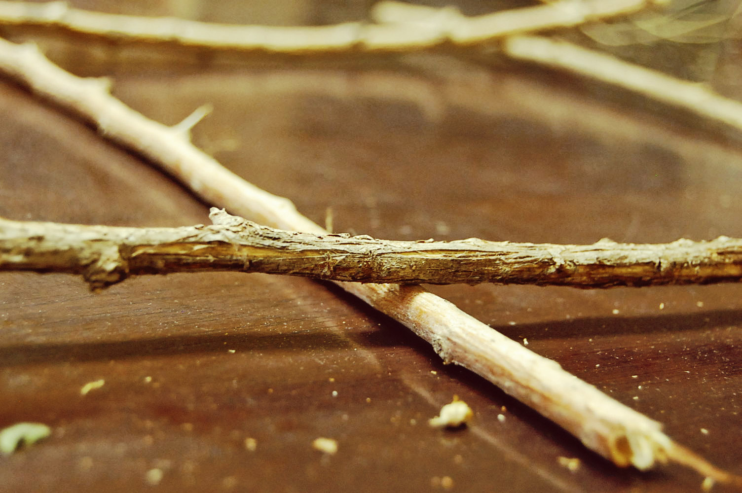 Toad's Treasures Lifestyle Family Blog by Emily Ashby: Twig Decoration ...