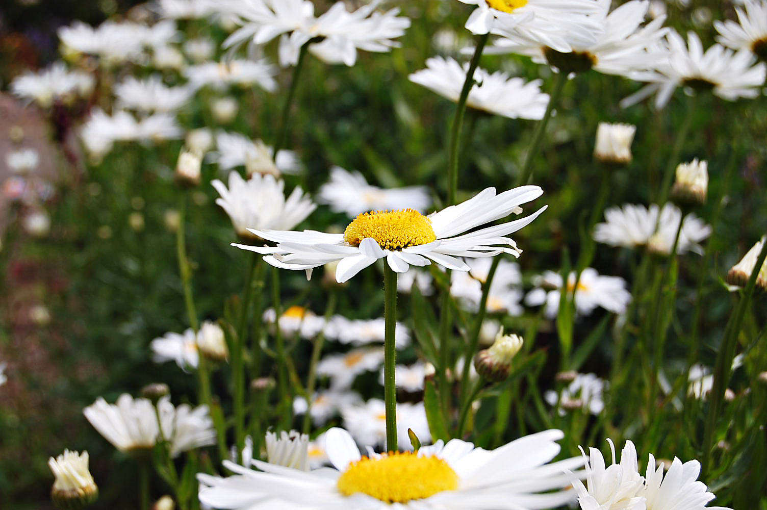 Toad's Treasures Lifestyle Family Blog by Emily Ashby: January 2011