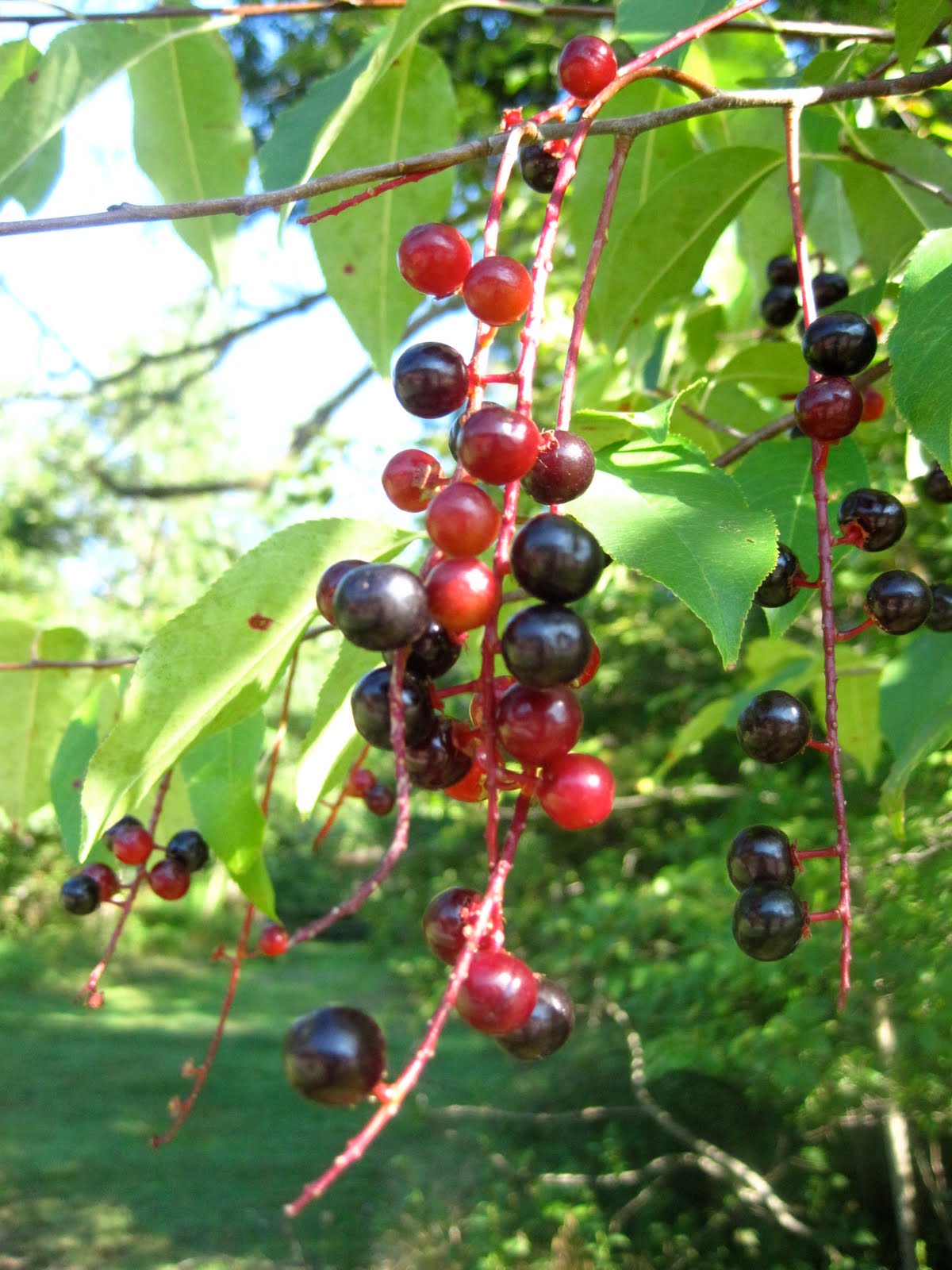 Down & Dirty: wild, wild cherry