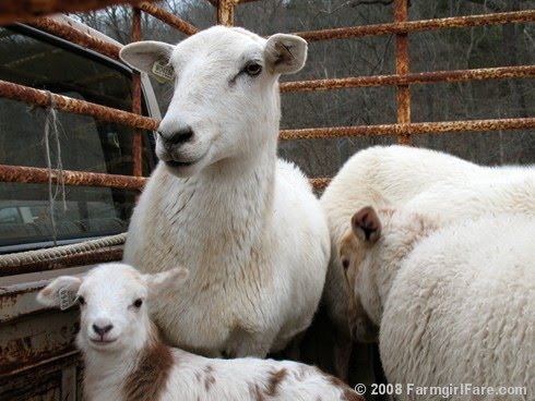 Farmgirl Fare: Sunday Dose of Cute: How and Why We Added Katahdin Hair ...