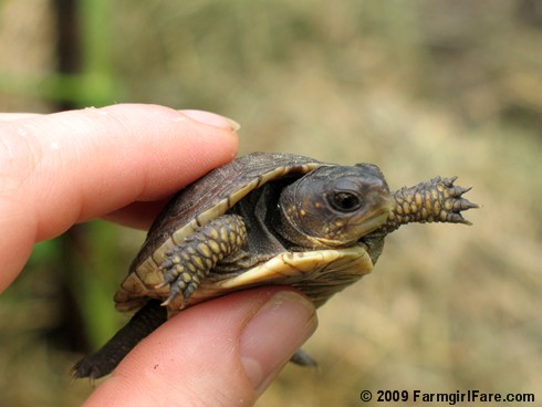 Cute Baby Tortoise