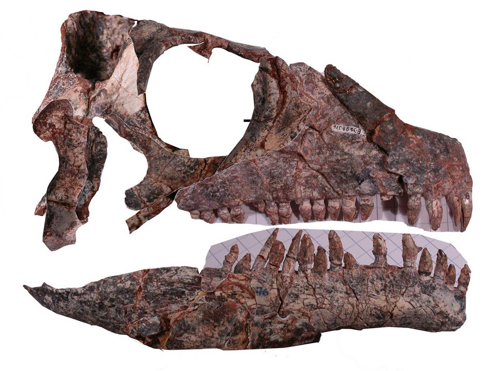 Science and Religion: A View from an Evolutionary Creationist: New ...