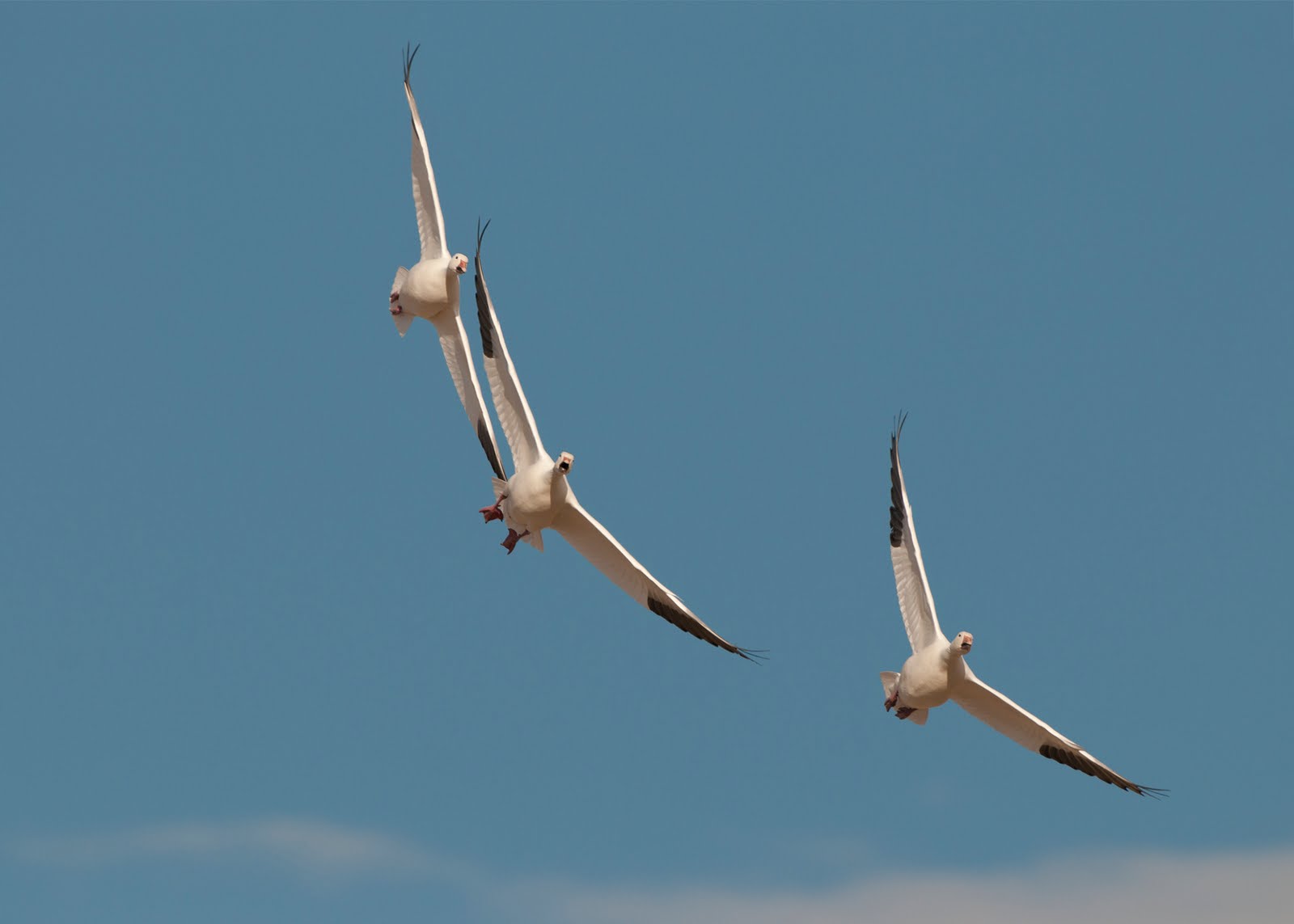 New Mexico Birds: The White Choir: Light Geese